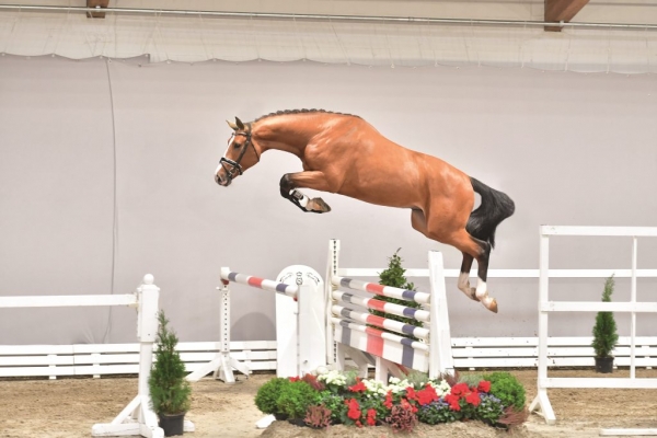 Het Eegdeken - Hengstenhouderij, KI-station sportpaarden