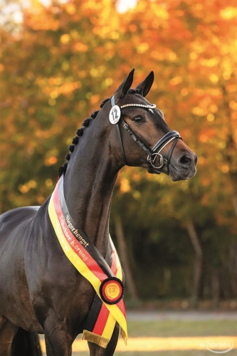 Het Eegdeken - Hengstenhouderij, KI-station sportpaarden